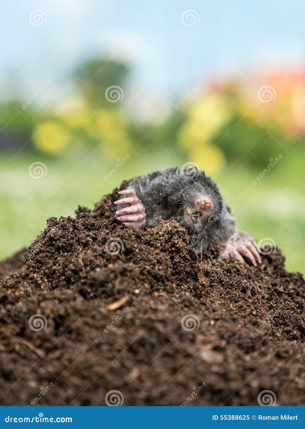 Mole in molehill stock image. Image of soil, meadow, mole - 55388625