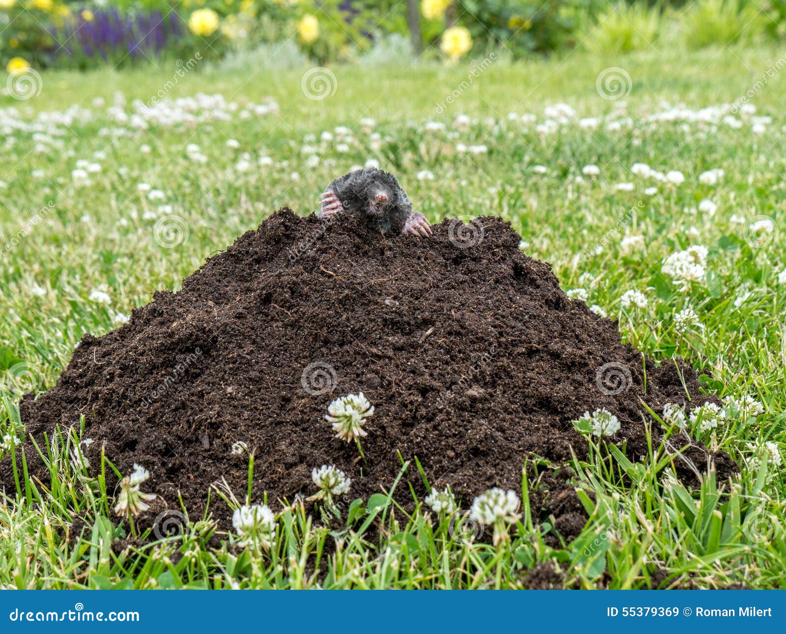 Mole in molehill stock image. Image of backyard, outdoors - 55379369
