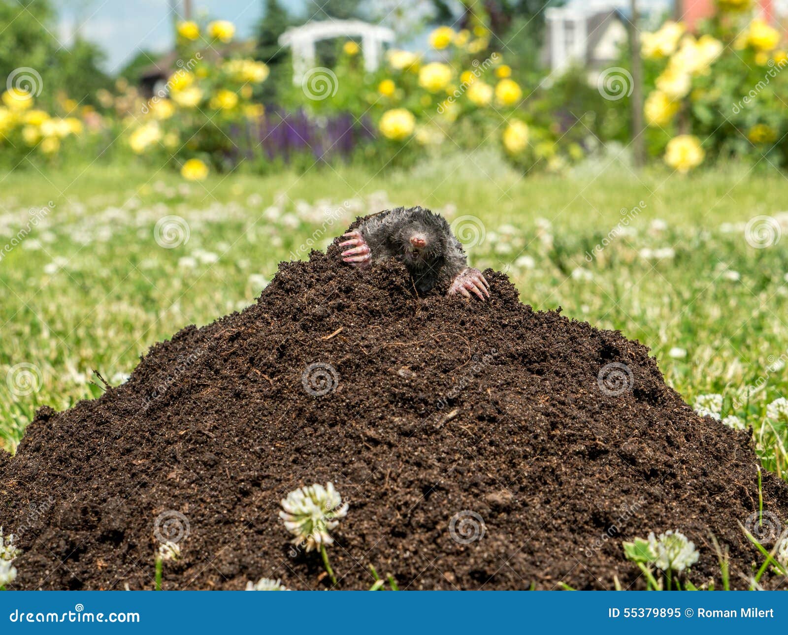 Mole in molehill stock image. Image of molehill, ground - 55379895