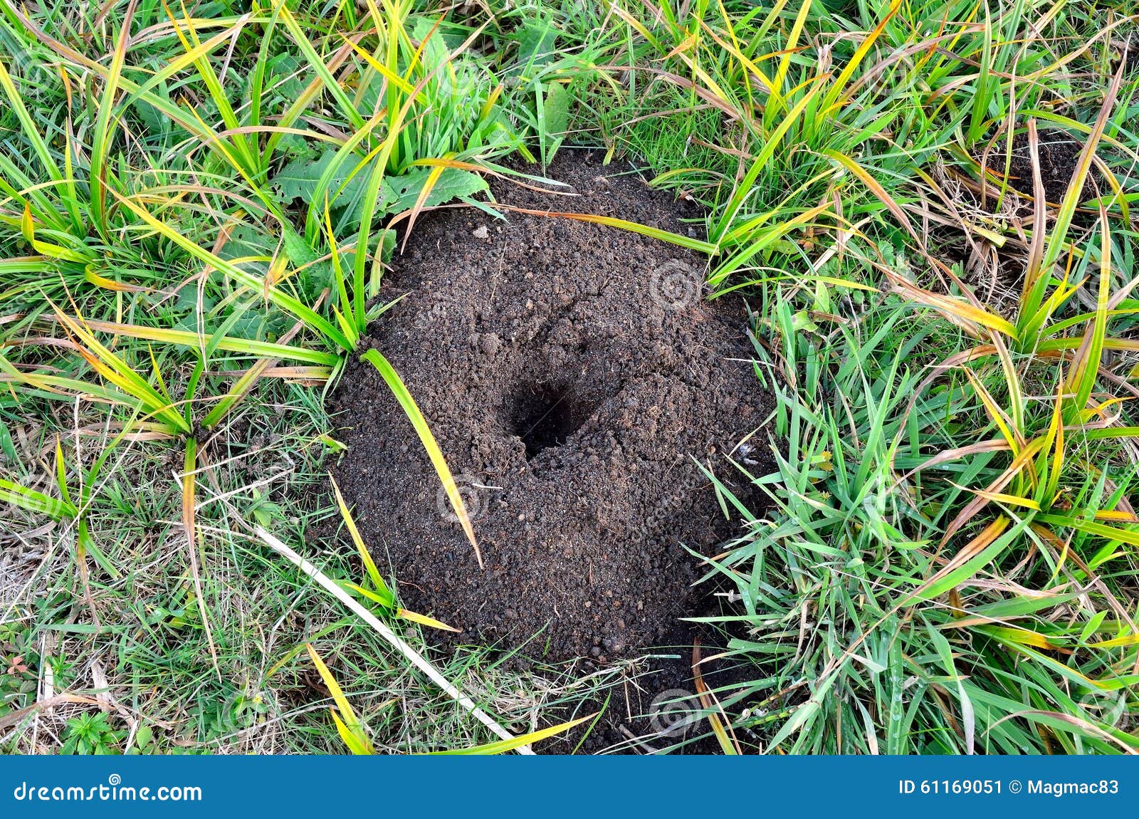 1,183 Field Mole Photos - Free & Royalty-Free Stock Photos from Dreamstime