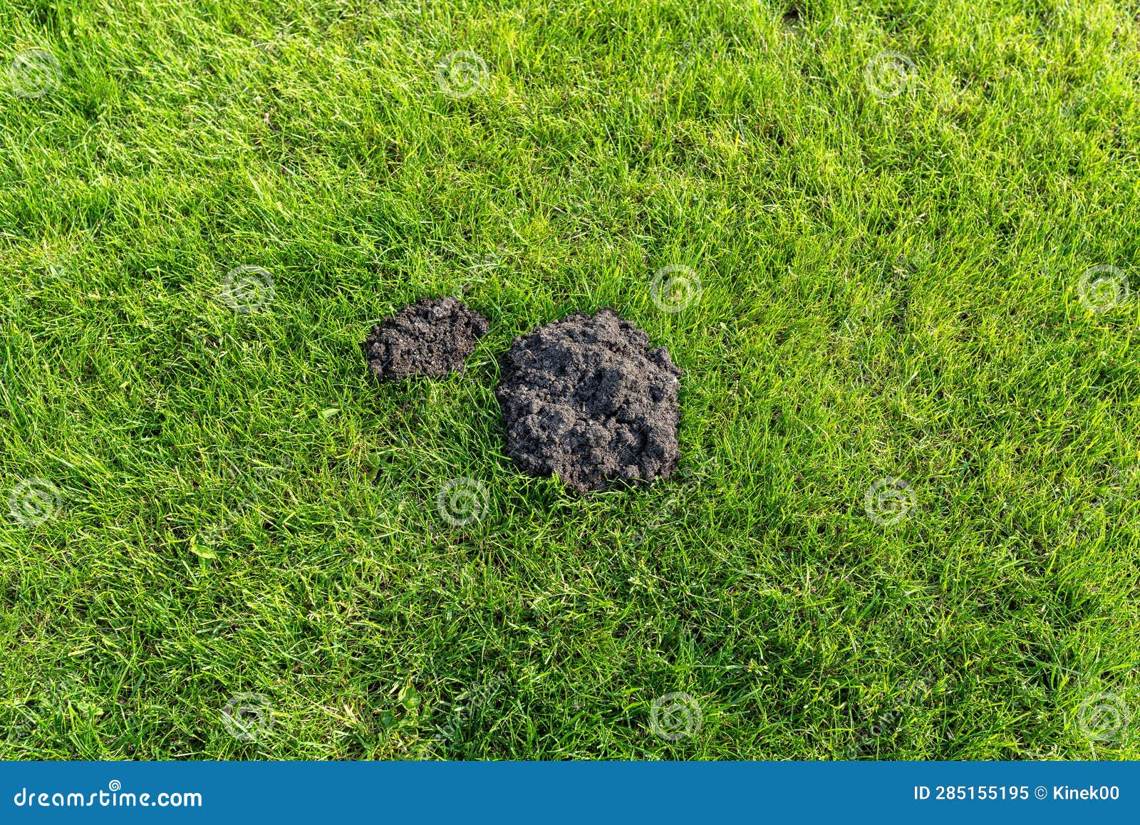 A Mole Mound in the Garden of a House with a Nice Young Lawn. Stock ...