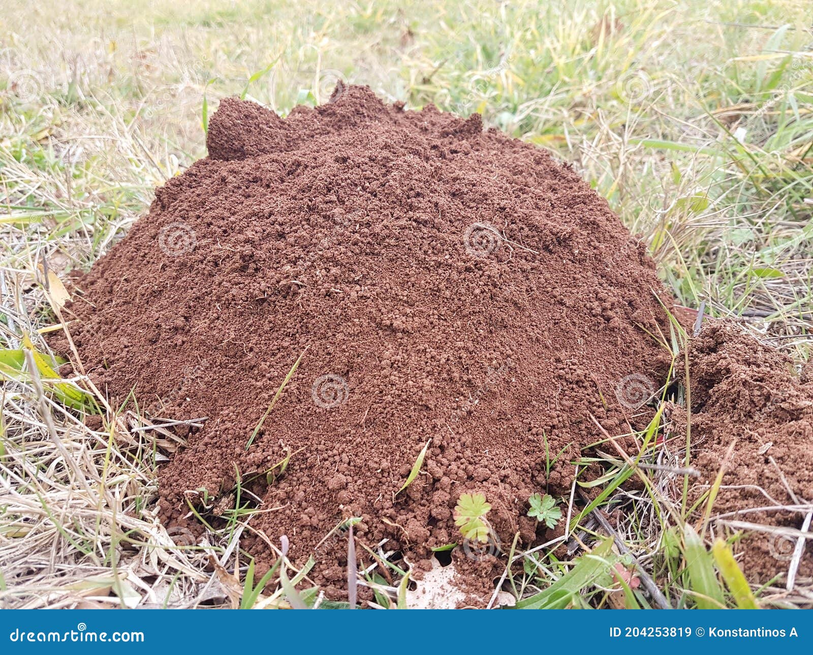 Mole Mouse Soil Hill in a Meadow Stock Image - Image of lawn, dirtied ...