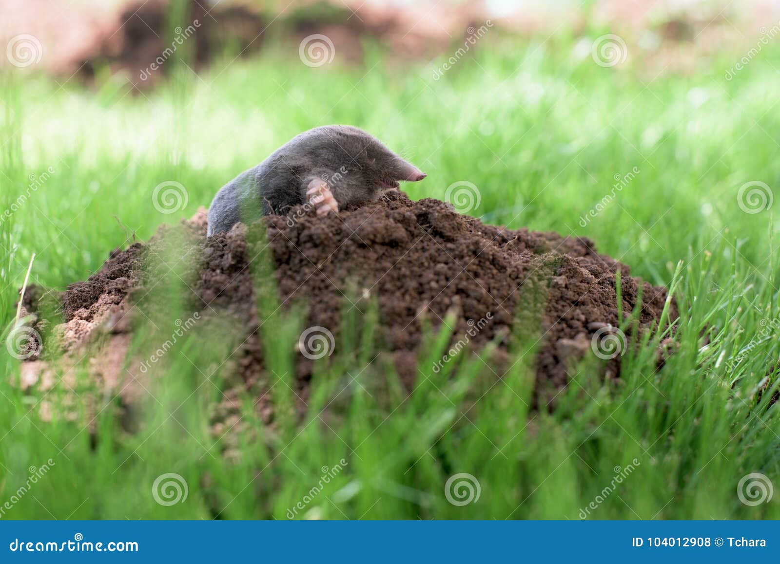 Mole in a garden stock photo. Image of mole, garden - 104012908