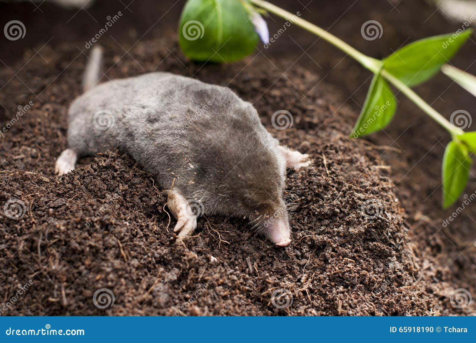 Moles And Soil Pictures Suitable For Advertising And Logo Construction ...