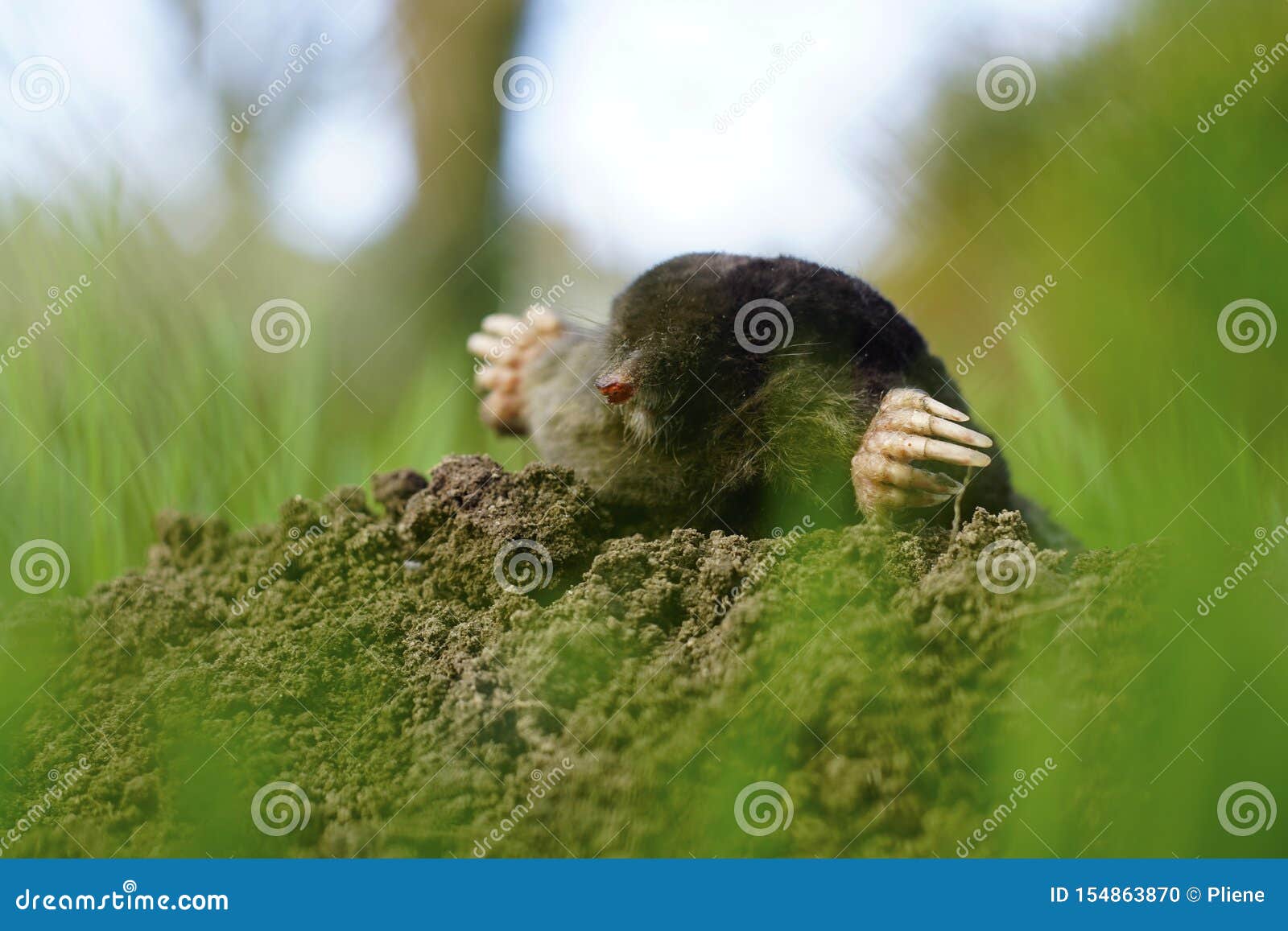 Mole Peaking from Molehill 1/2 Stock Photo - Image of cute, nails ...