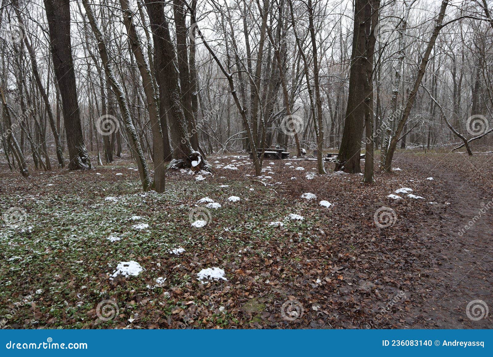 Mole Pits in the Winter Forest, the First Snow Stock Photo - Image of ...