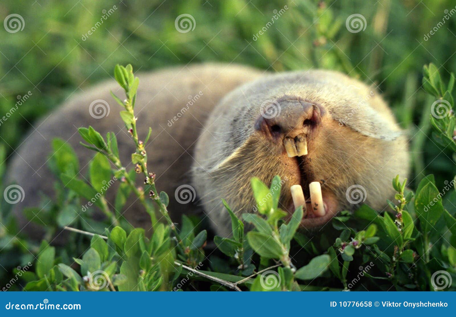 Mole rat stock photo. Image of mammals, angry, steppe - 10776658