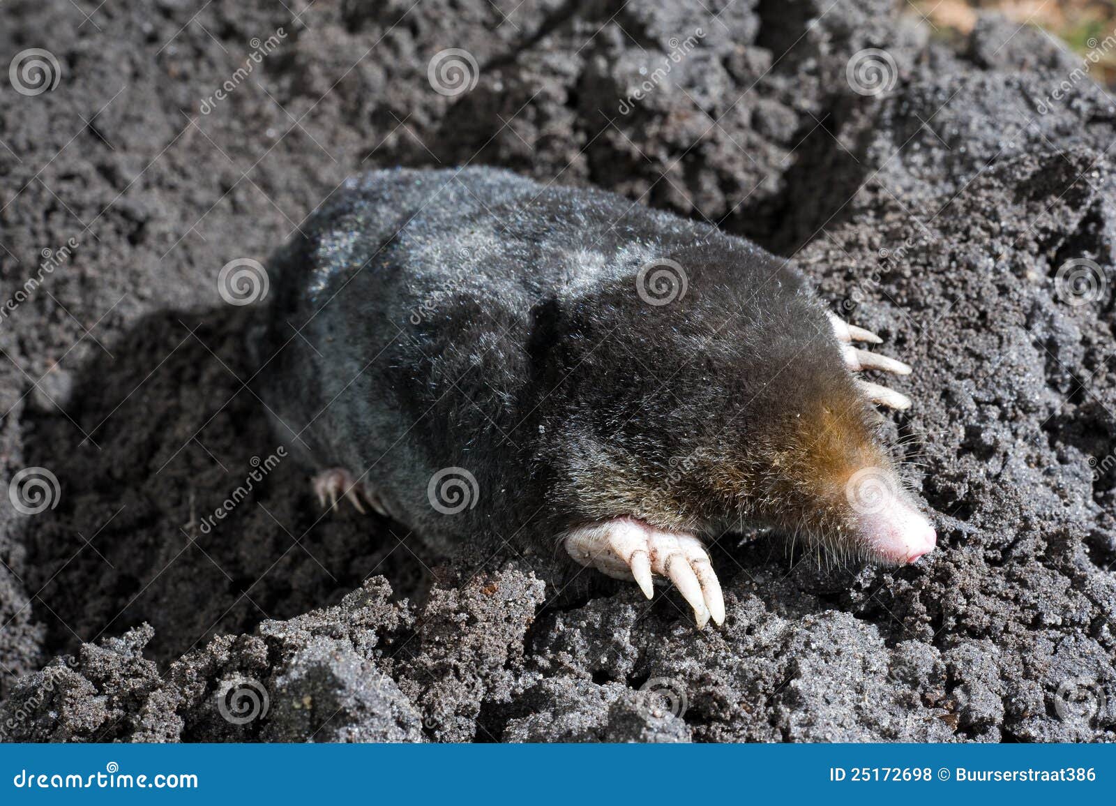 Mole in sand stock photo. Image of cavity, nose, grass - 25172698