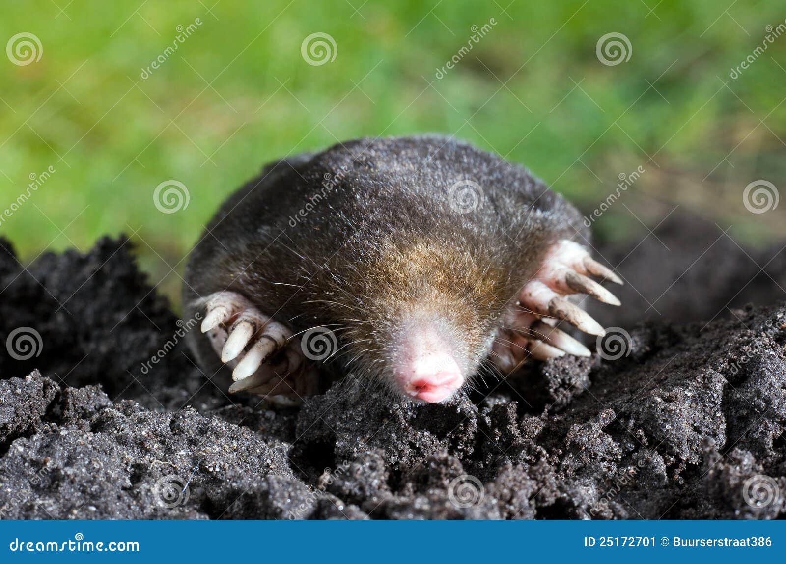 Mole in sand stock image. Image of graving, garden, cavity - 25172701