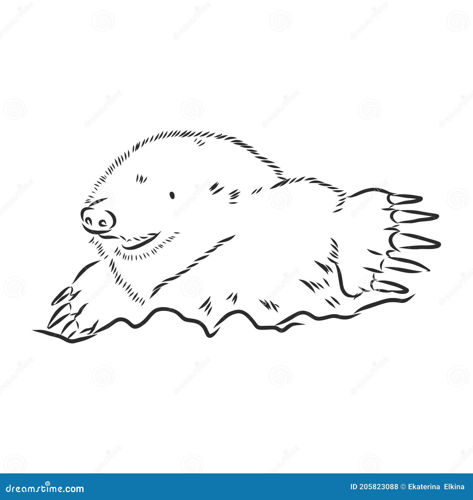 Mole Drawing