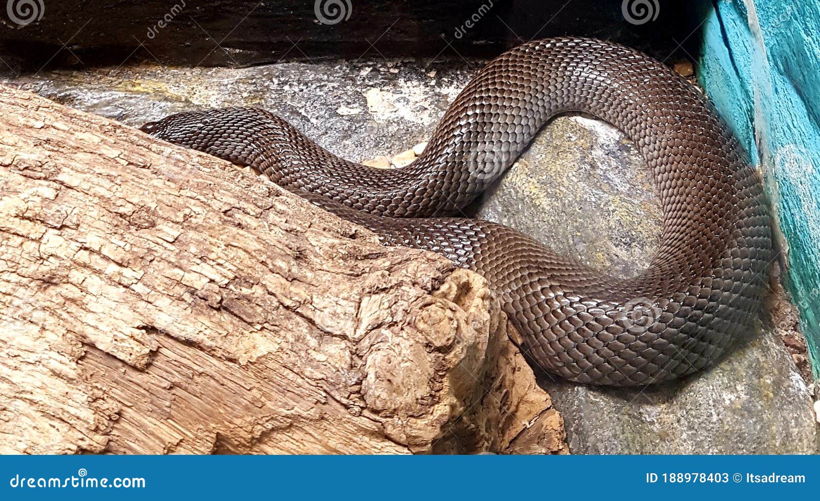 Mole Snake