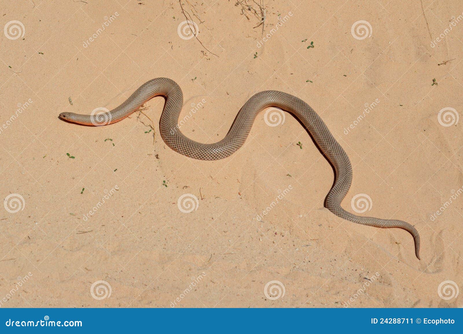 Mole snale stock image. Image of nature, camouflage, venomous - 24288711