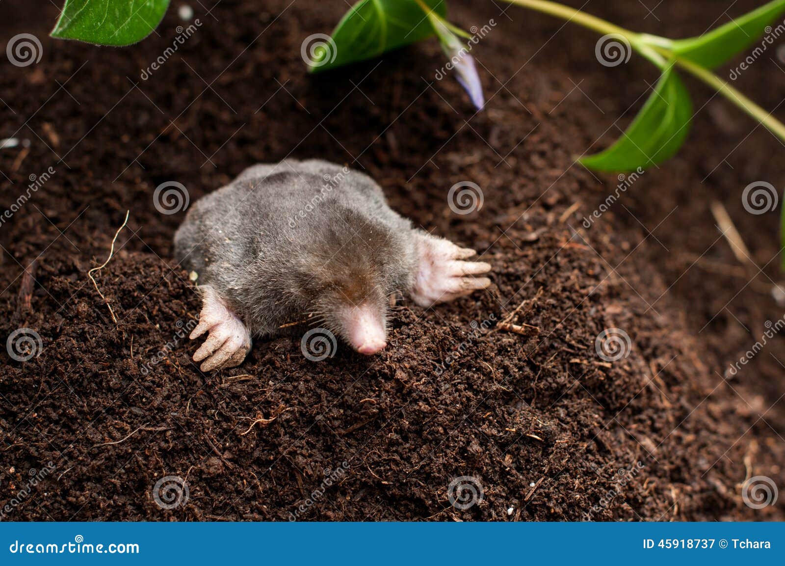 Mole in the soil hol stock image. Image of portrait, blind - 45918737