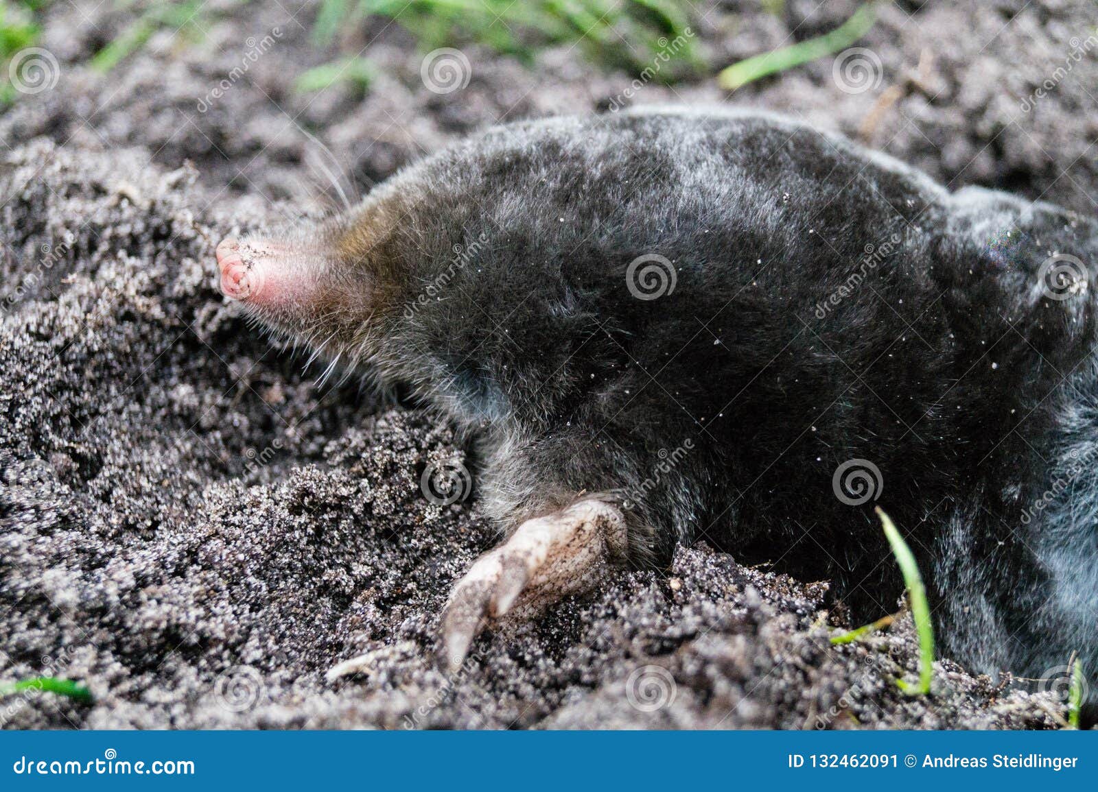 Mole Talpidae european stock image. Image of color, face - 132462091