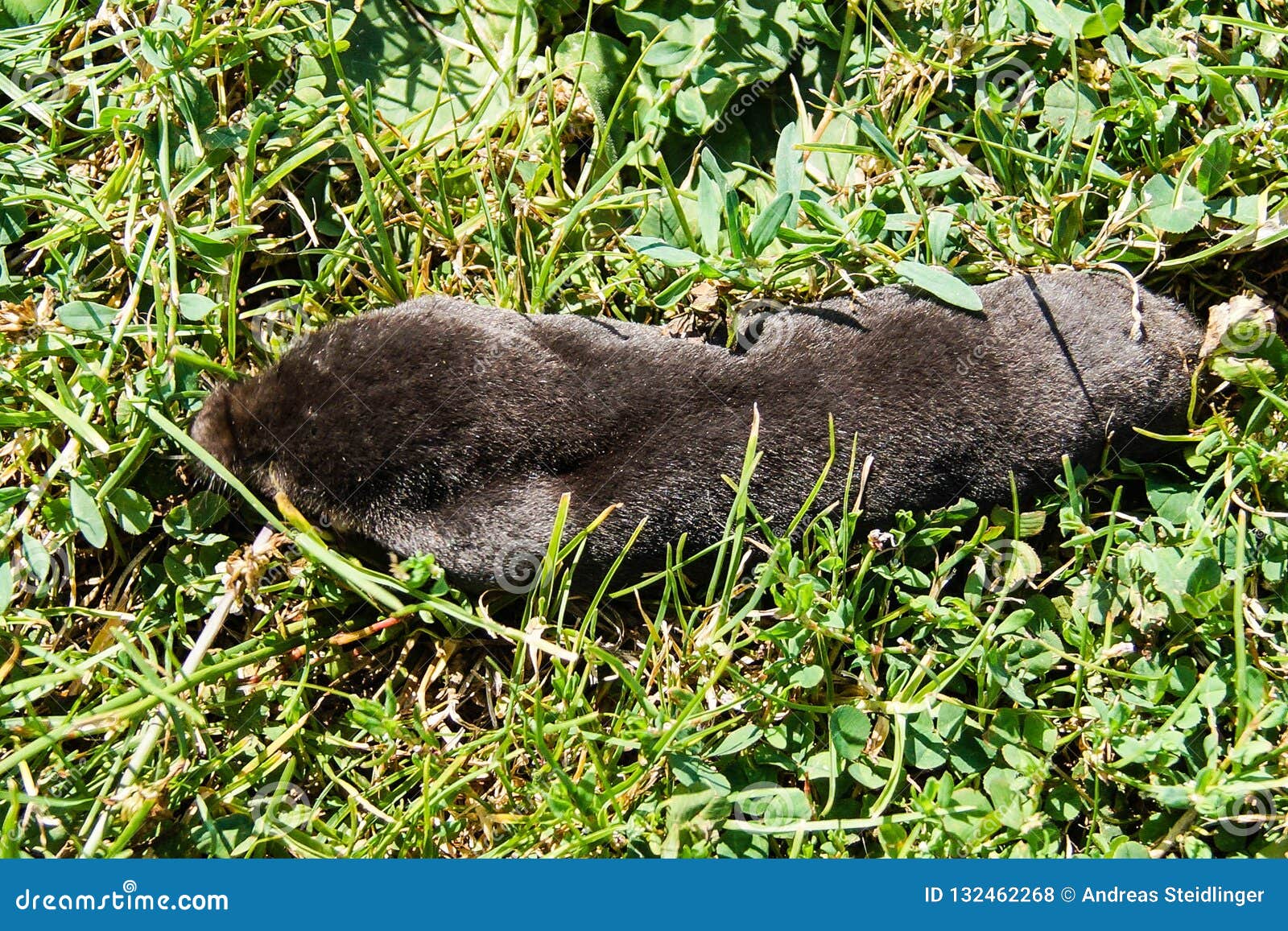 Mole Talpidae european stock photo. Image of hole, house - 132462268