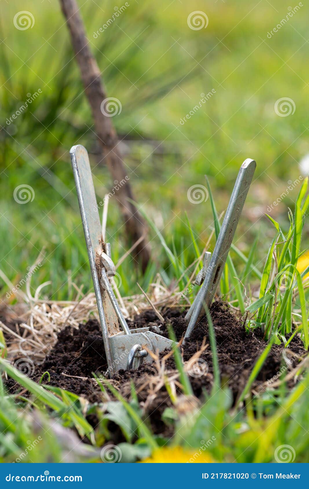 Mole trap stock photo. Image of scissor, object, pest - 217821020