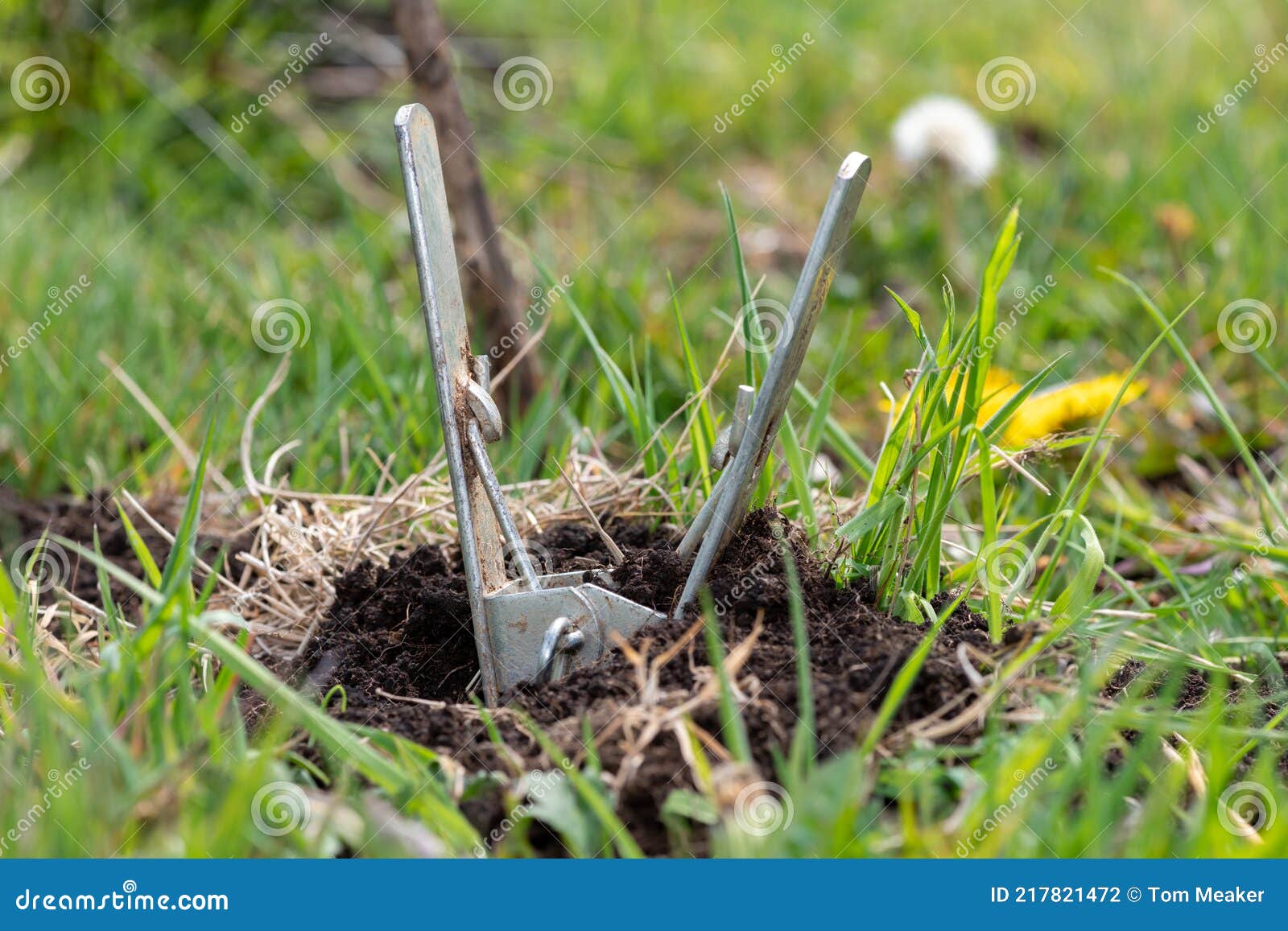 Mole trap stock photo. Image of outdoors, scissor, countryside - 217821472
