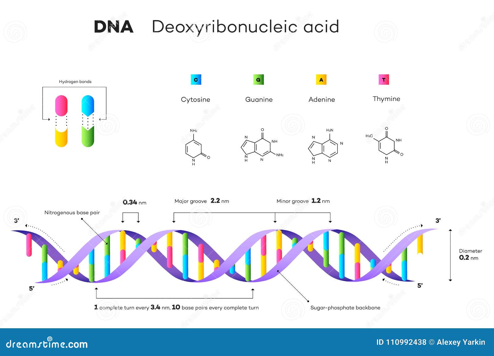 Moleculaire Structuur Van DNA Infographic Onderwijs Vectorillustratie ...