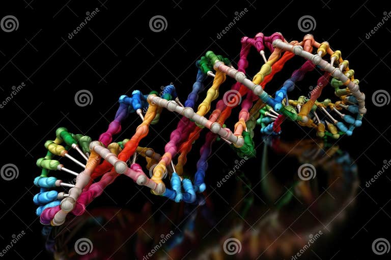 Molecular Model of the Double Helix, with Each Strand Rendered in ...