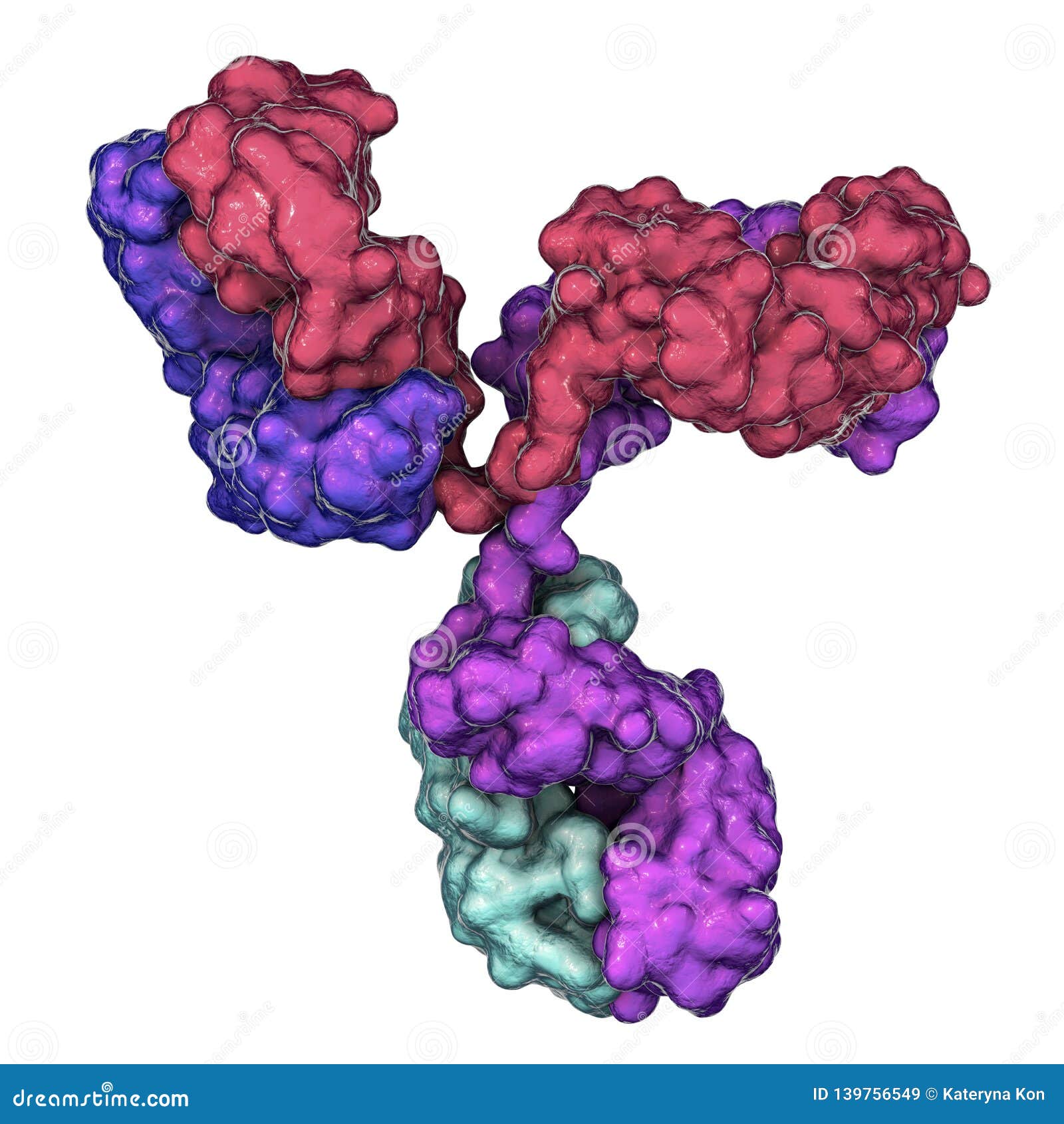 Molecular Model of Immunoglobulin Stock Illustration - Illustration of ...