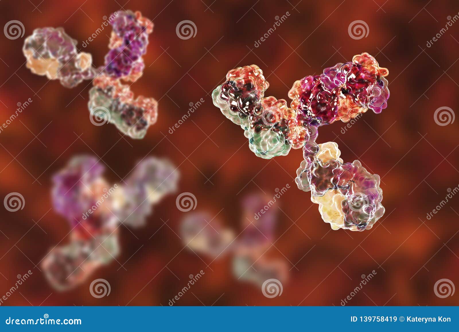 Molecular Model of Immunoglobulin Stock Illustration - Illustration of ...