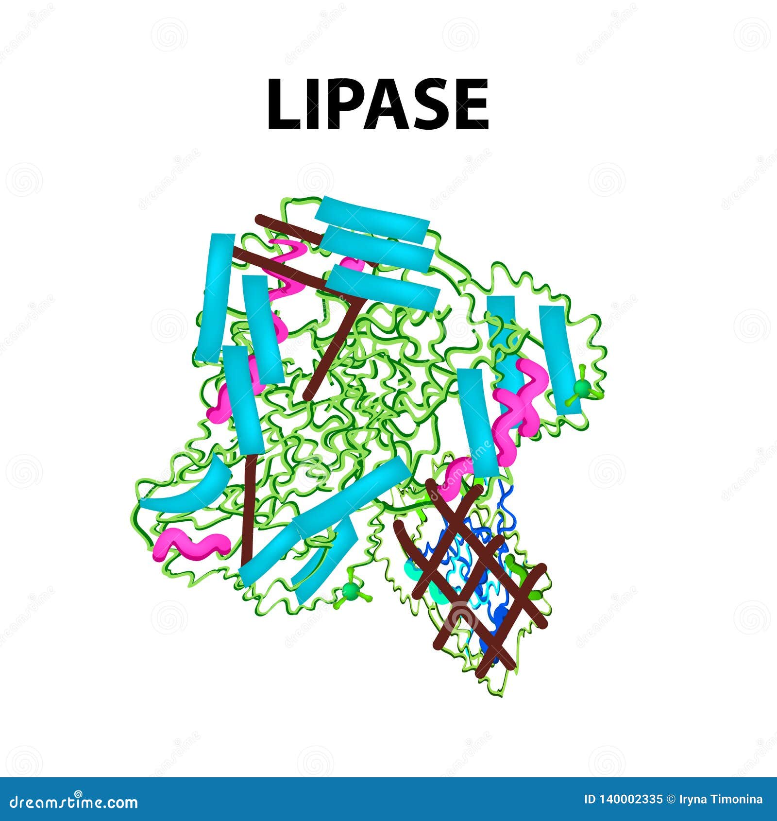 Lipase Enzyme Function In Plants At Camille Holmes Blog