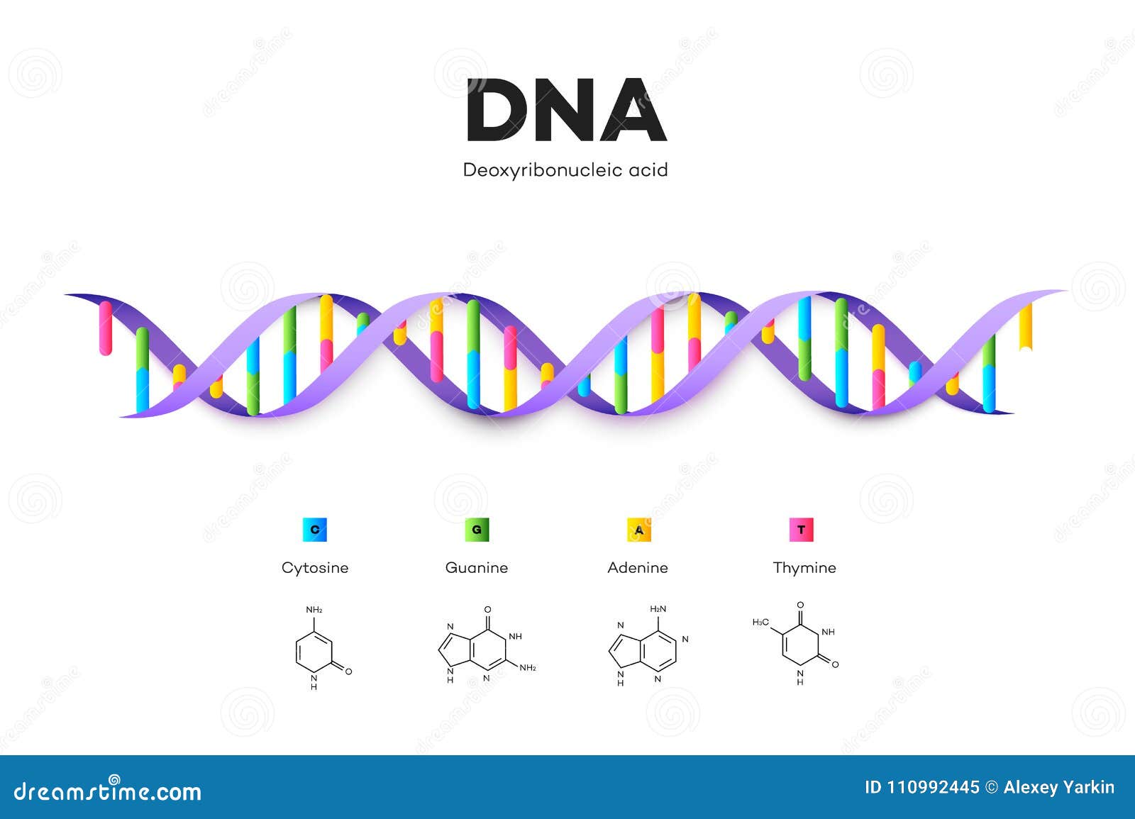 Molecular Structure of DNA. Infographic Educational Vector Illustration ...
