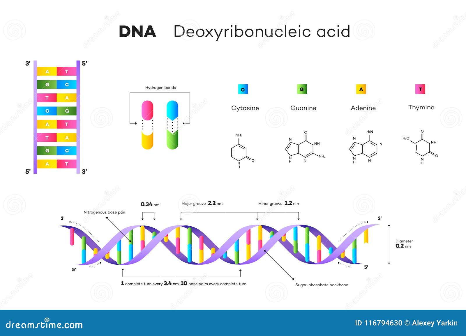 Molecular Structure of DNA. Infographic Educational Vector Illustration ...