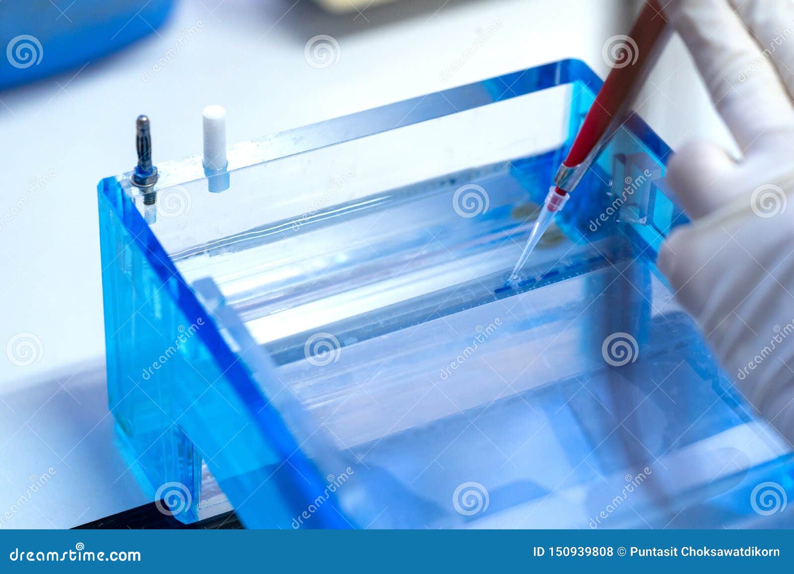 Molecular Technique Gel Electrophoresis for DNA Sample Method Decrypt ...