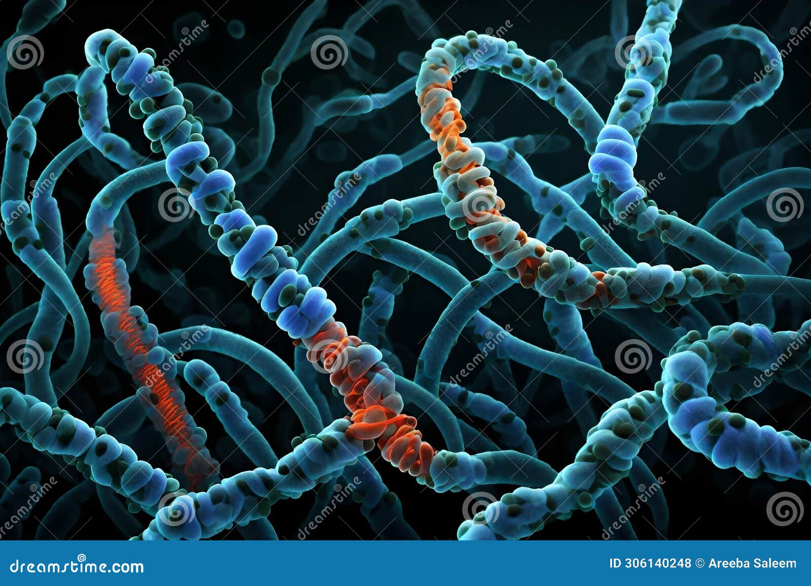 A Molecular View of Telomeres at the End of a Chromosome, Stock ...