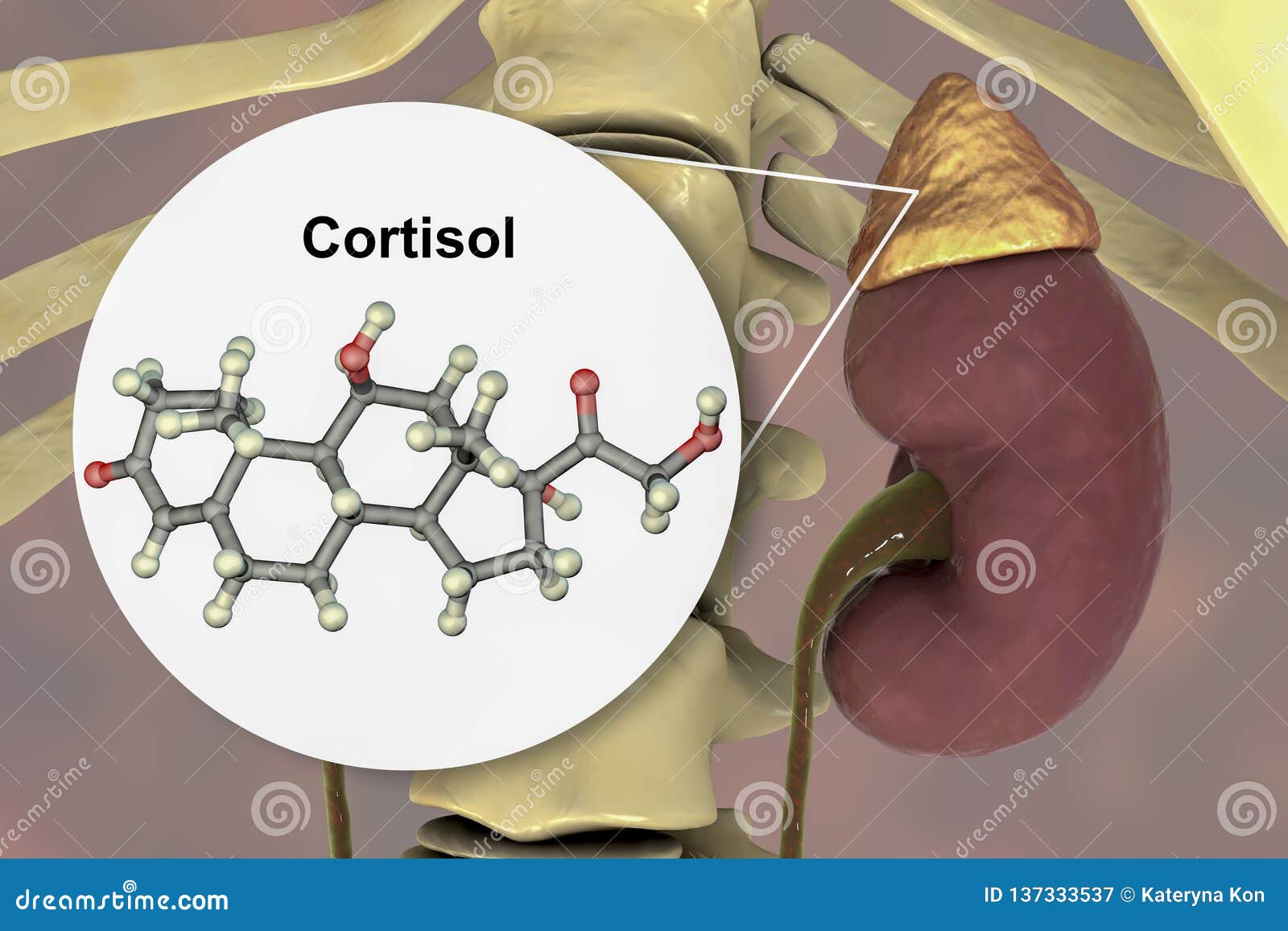 Molecule Of Cortisol Hormone And Adrenal Gland Stock Illustration