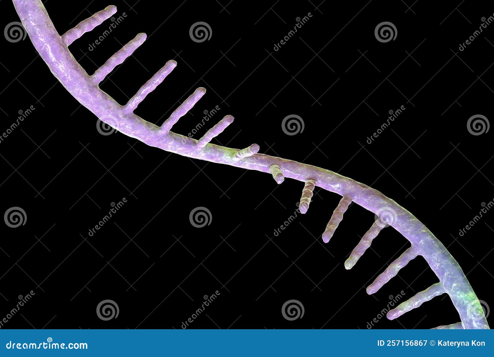Messenger Ribonucleic Acid (mRNA) Is A Single-stranded Molecule Of RNA ...