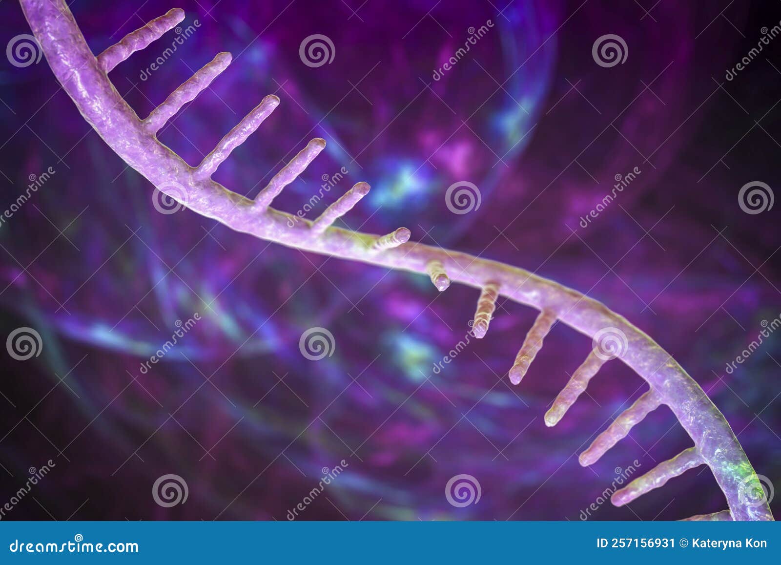 Messenger Ribonucleic Acid (mRNA) Is A Single-stranded Molecule Of RNA ...