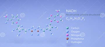 Molecule Nadh, Molecular Structures, 1,4-Dihydronicotinamide Adenine ...