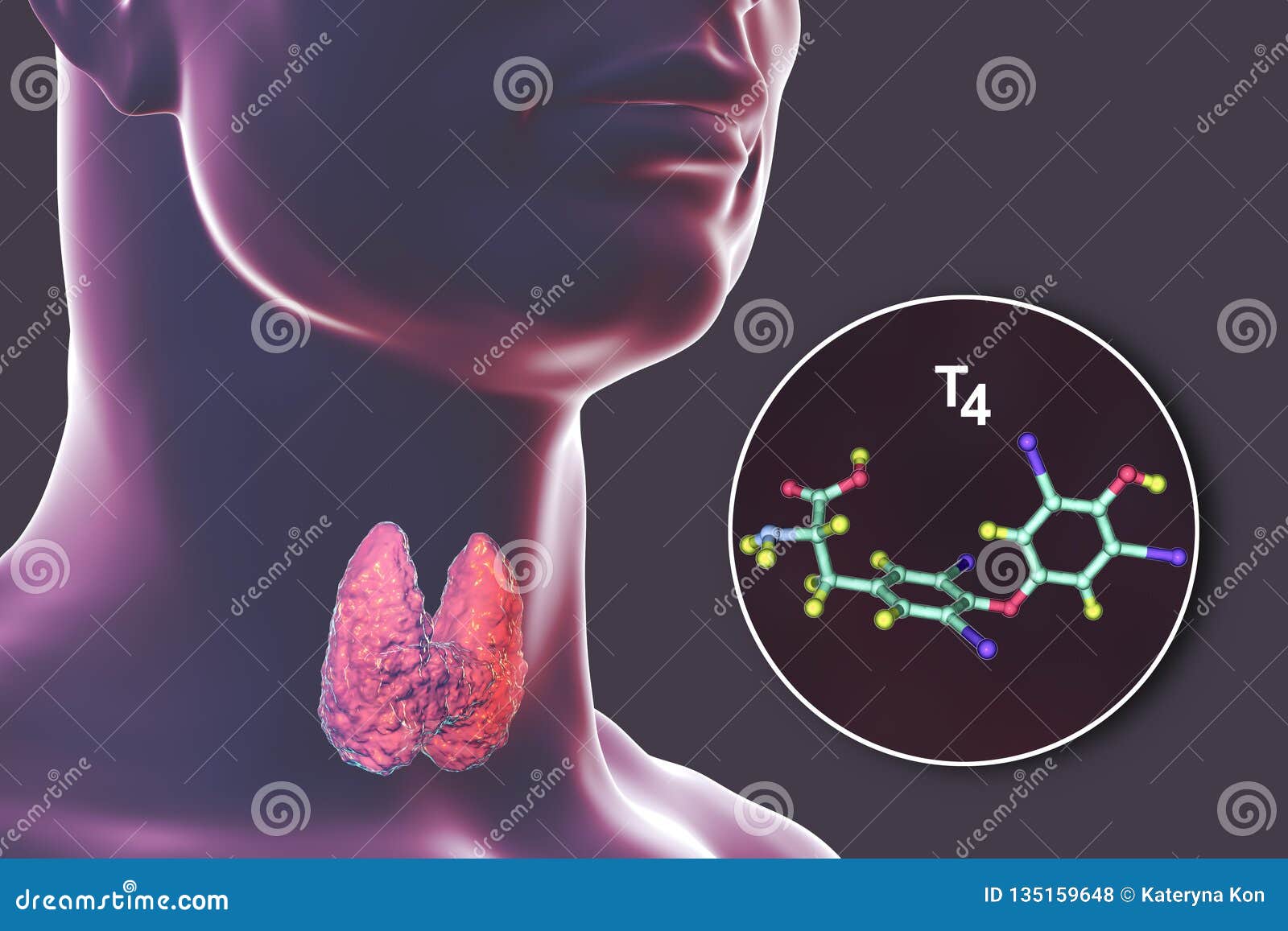 Molecule of Thyroid Hormone T4 Stock Illustration - Illustration of ...