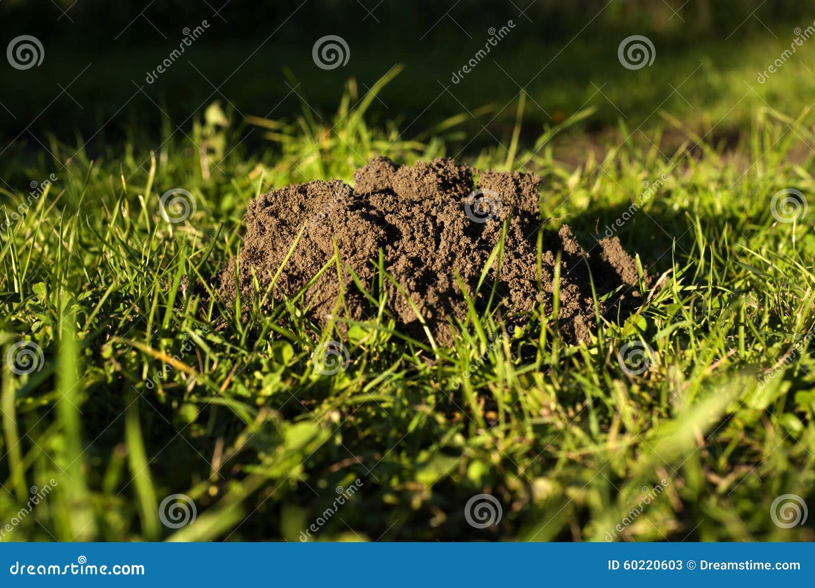 Molehill stock afbeelding. Image of nave, mollen, gebied - 60220603