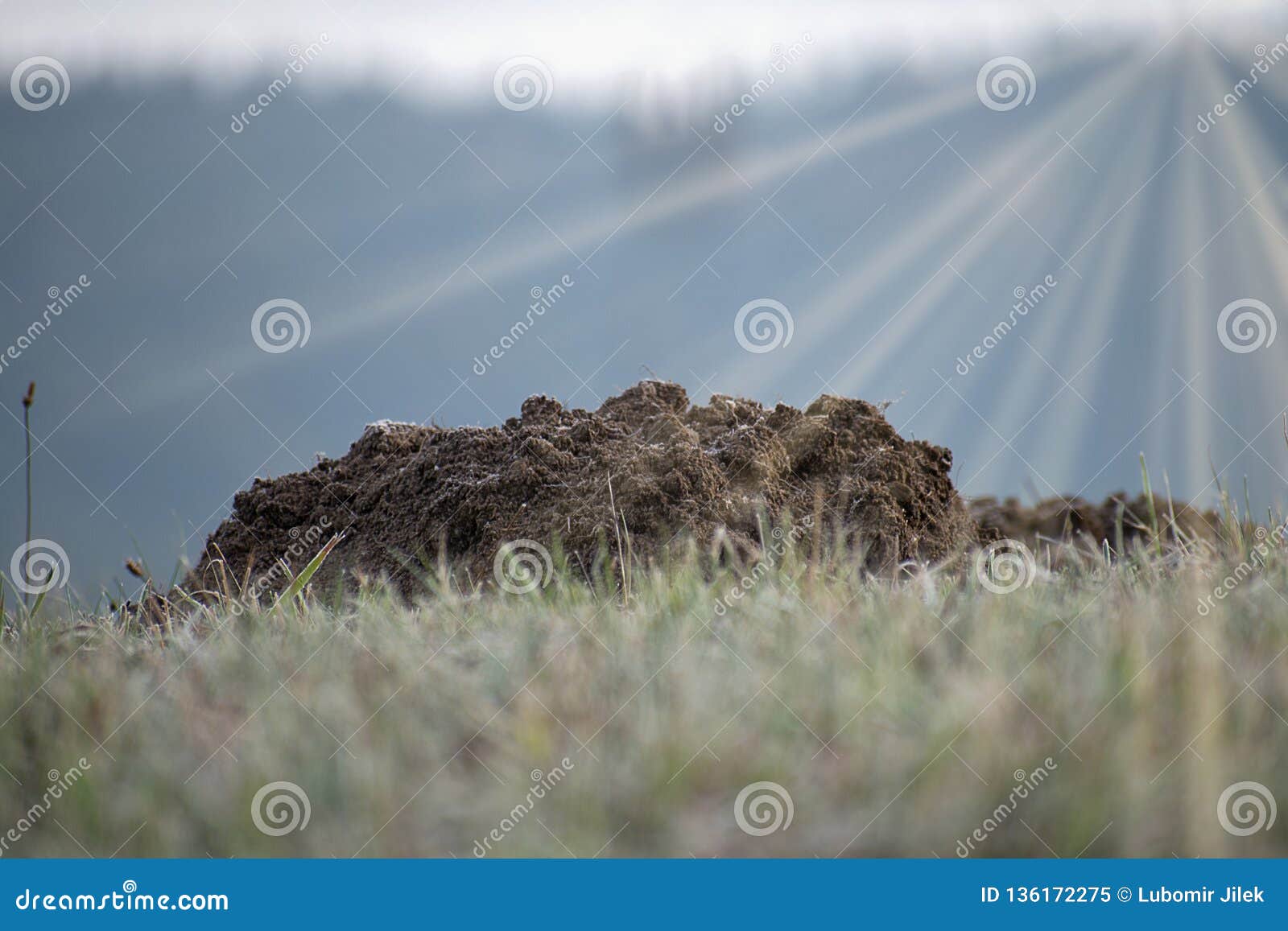 Molehill the Garden Mole. Molehill on the Horizon of Frosty Meadows ...