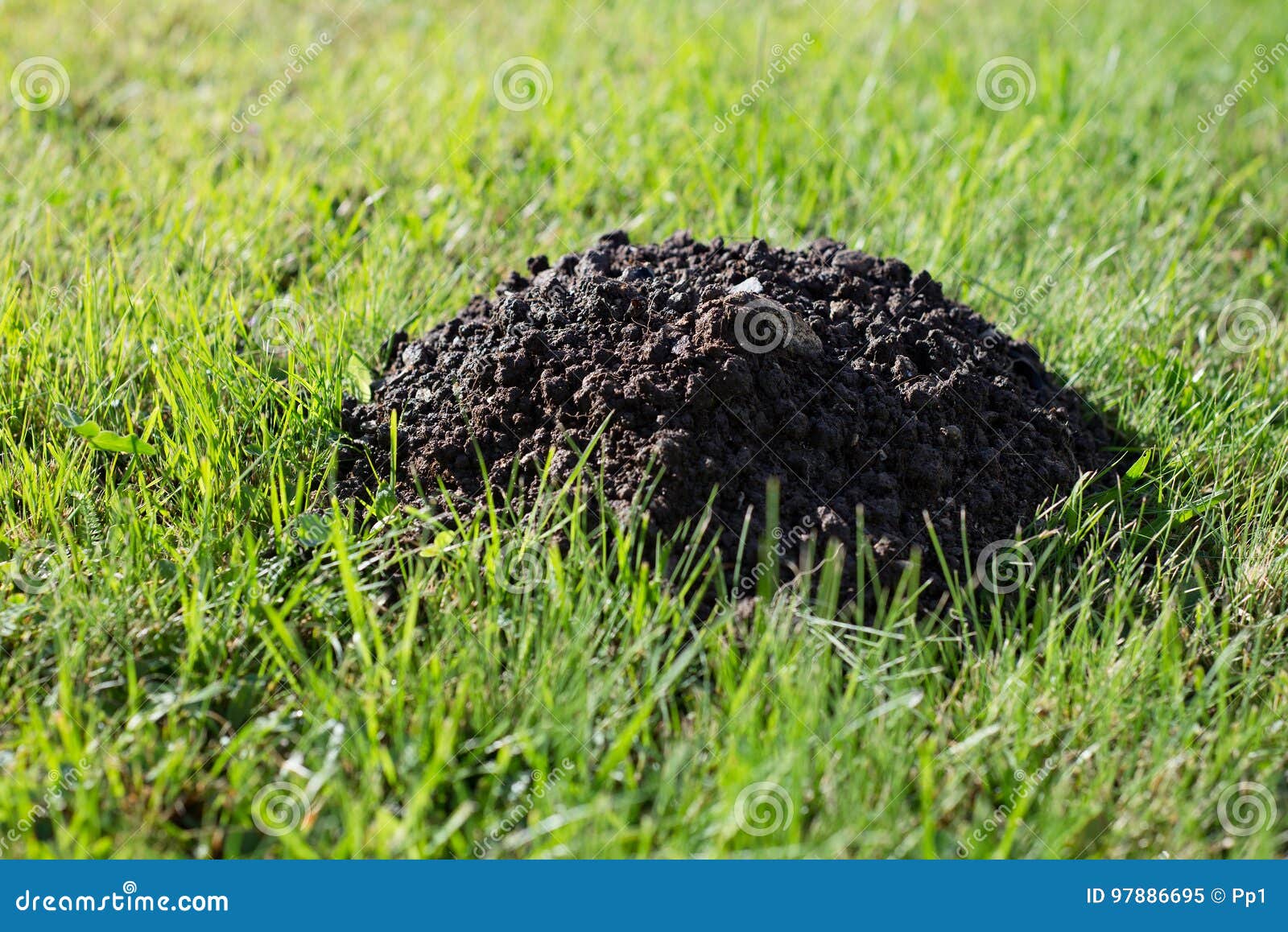 Molehill On The Grass Stock Photo | CartoonDealer.com #33341250