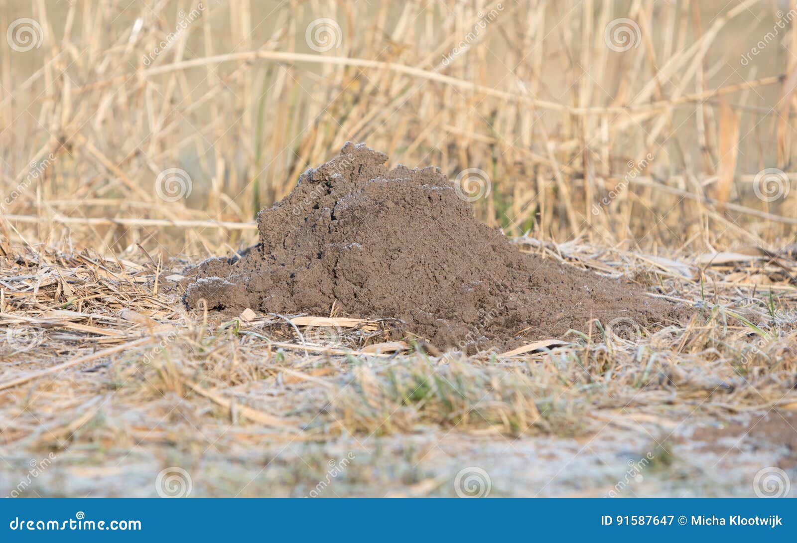 Molehill- lawn stock image. Image of fingers, nuisance - 91587647
