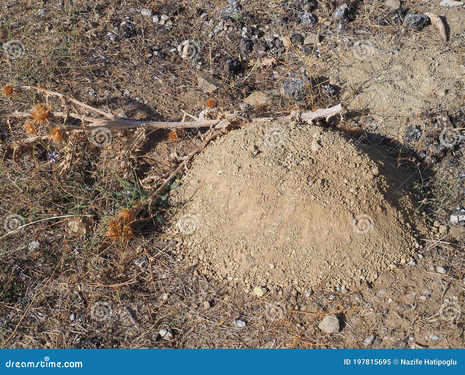 Molehill, Lump of Soil Formed by the Mole Stock Image - Image of garden ...