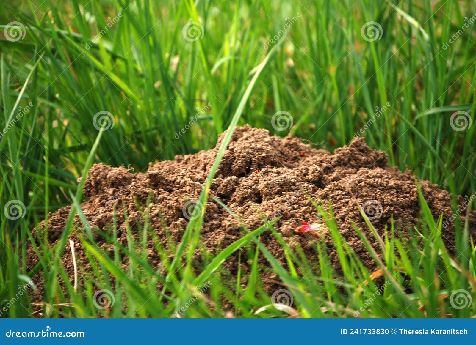 Molehill stock photo. Image of soil, trouble, earth - 241733830
