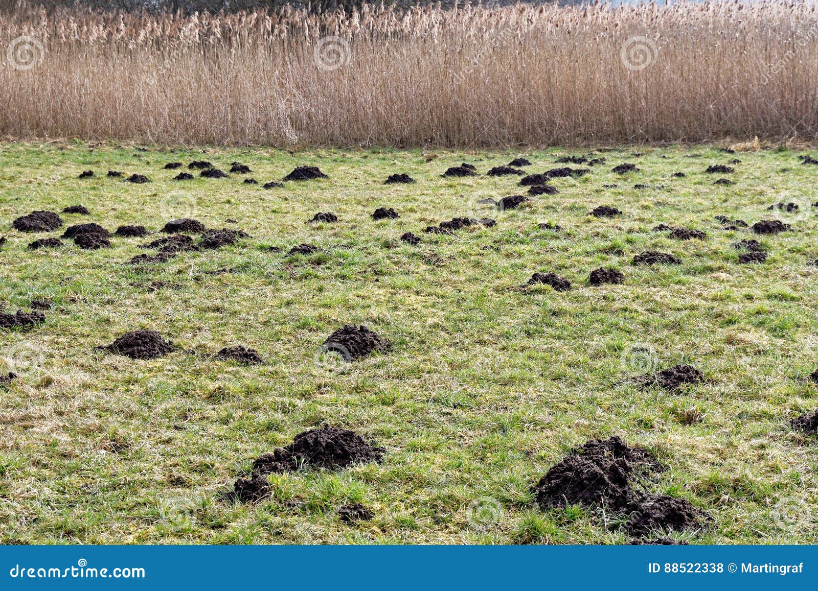 Molehills in Meadow in the German Countryside Stock Photo - Image of ...