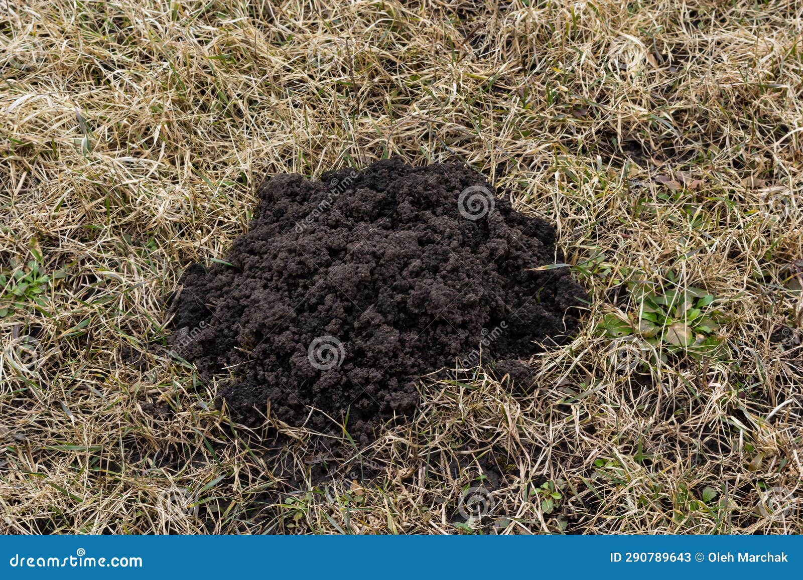 Molehill Or Conical Mound Of Loose Soil Raised By Small Burrowing ...