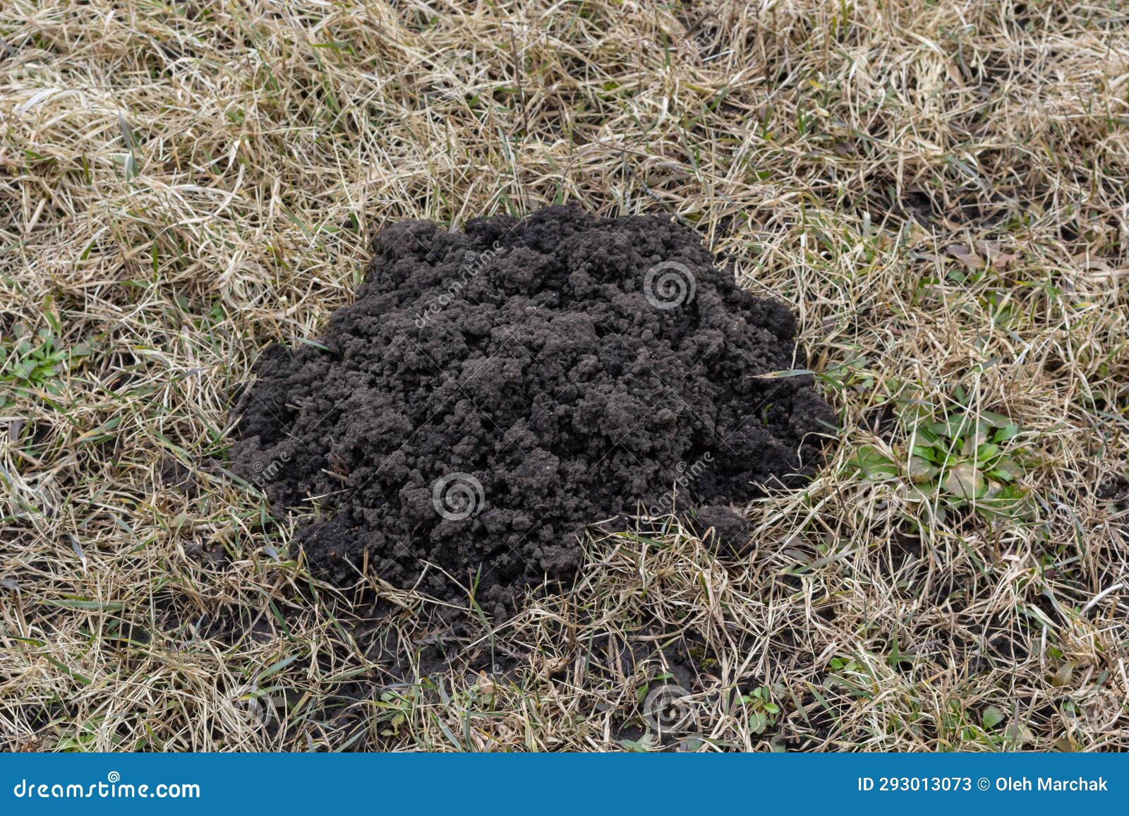 Molehills. Mole Mounds. Mole Hills Stock Image - Image of garden ...