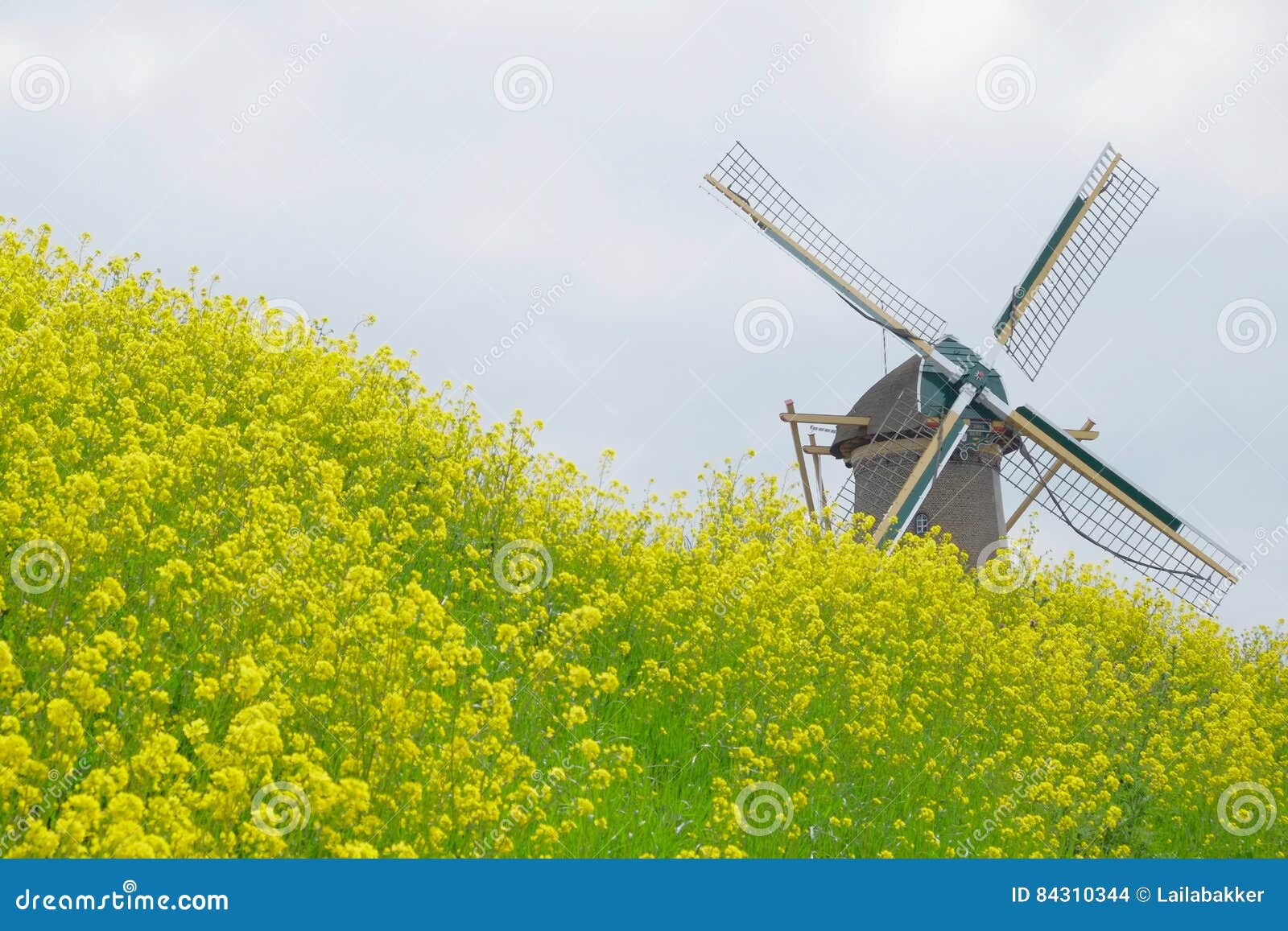 Molen Op Dijk Met Gele Bloemen Stock Foto - Image of nederland, wolken ...