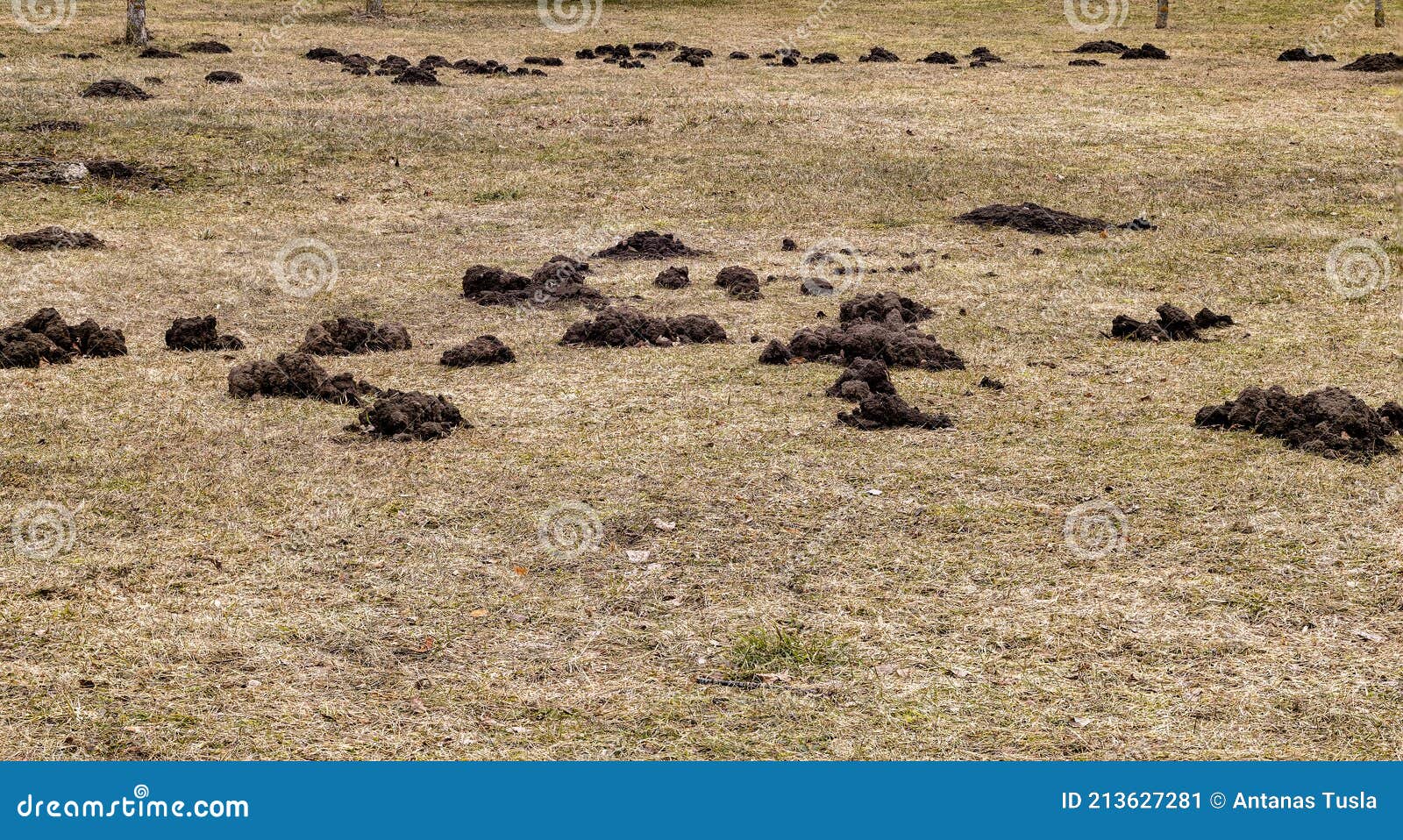 Moles Dug Piles of Earth Outside Stock Image - Image of landscape ...