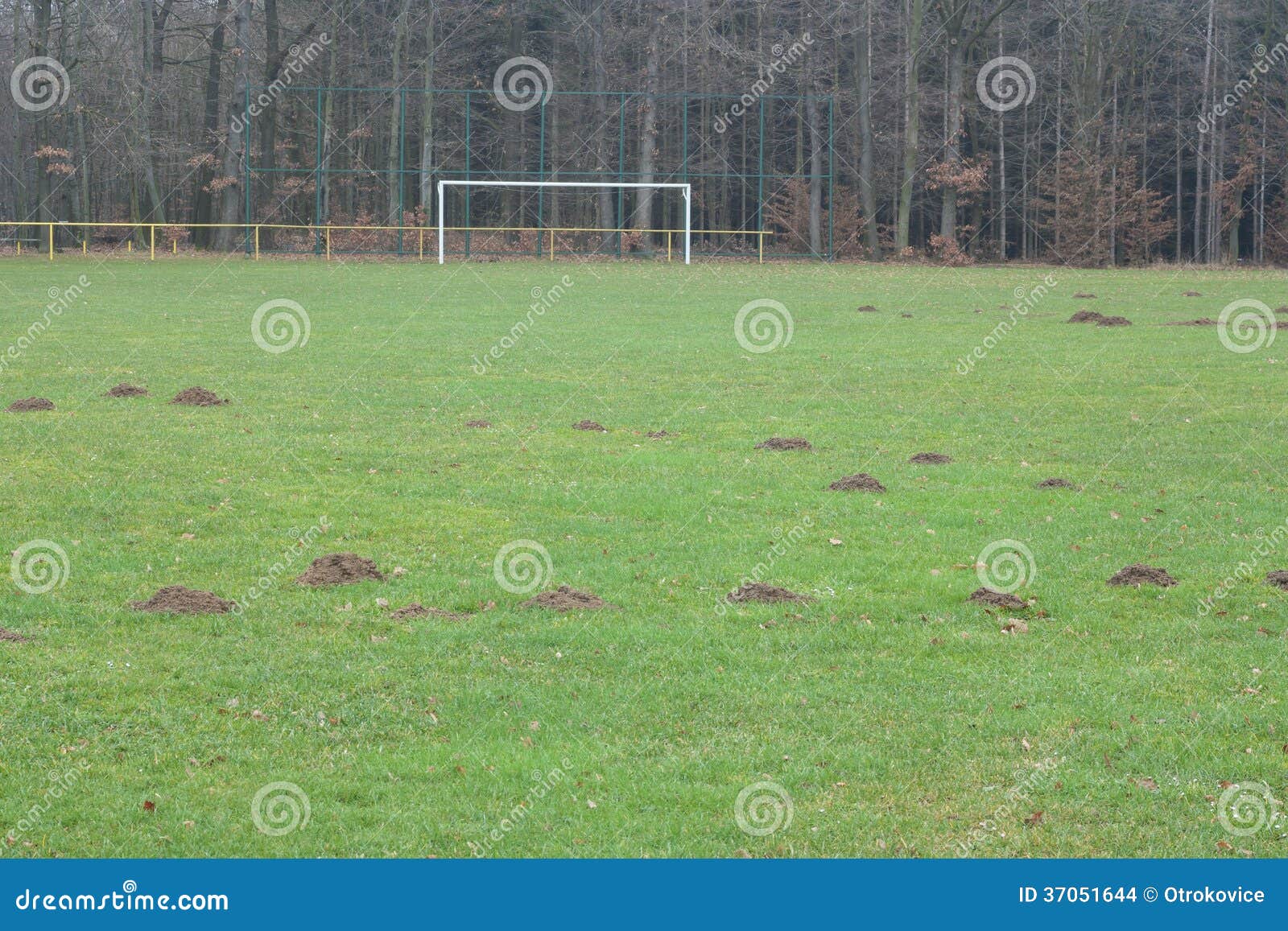Moles and football stock photo. Image of grass, environmental - 37051644