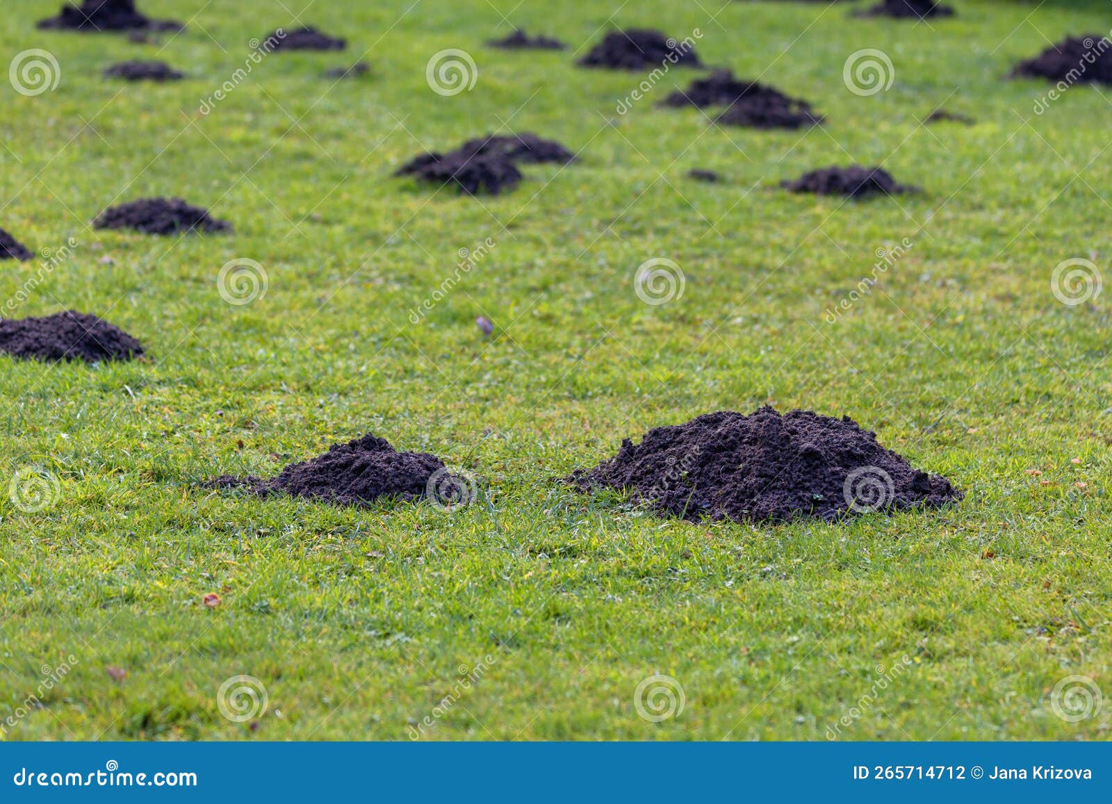 Moles And Soil Pictures Suitable For Advertising And Logo Construction ...