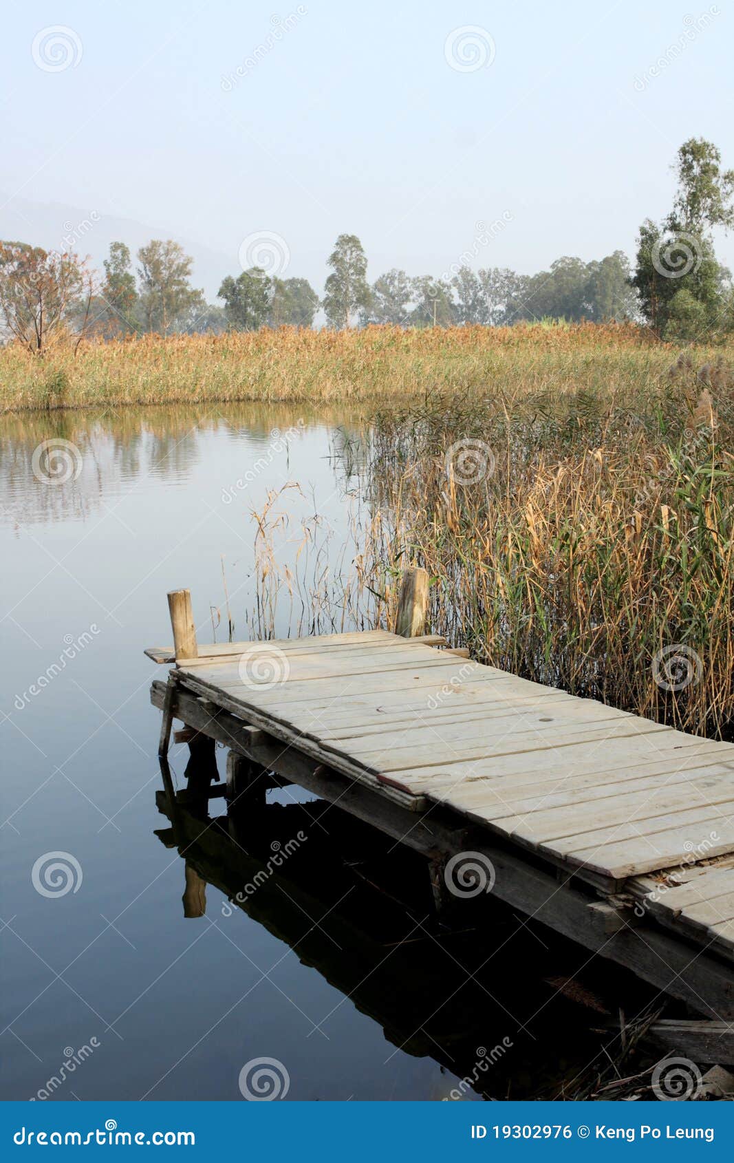 Molhe em um lago foto de stock. Imagem de planta, naughty - 19302976