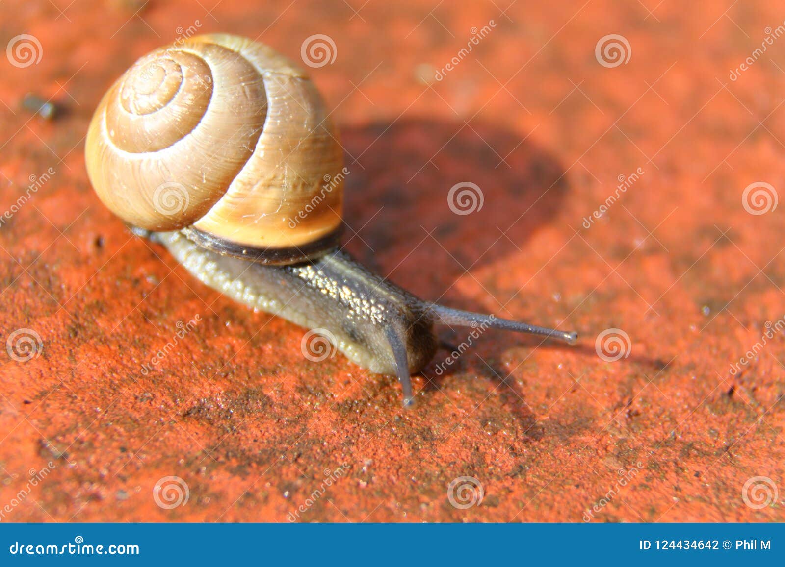 Snail stock photo. Image of shell, snail, mollusc, pavement - 124434642